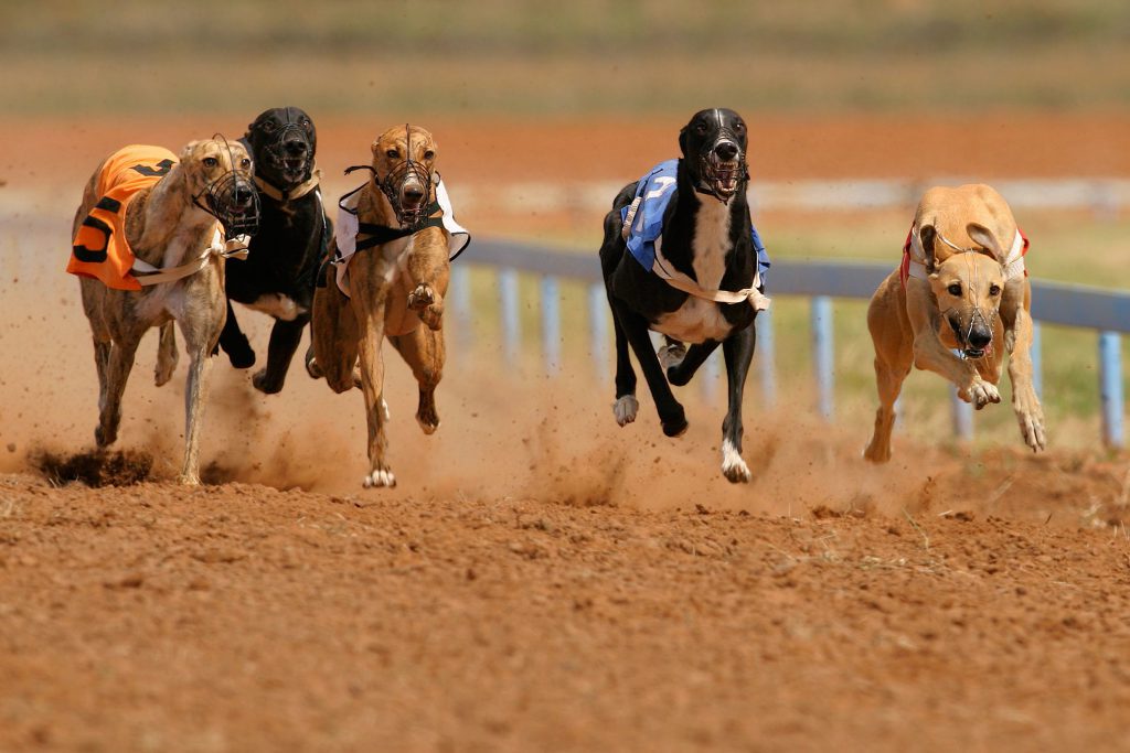 Simon Banks on securing a future for Greyhound Racing - Insider Sport