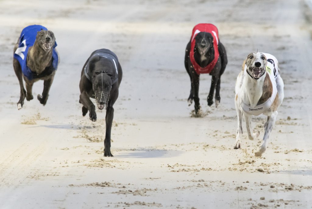 PGR and SIS update greyhound racing schedule - Insider Sport