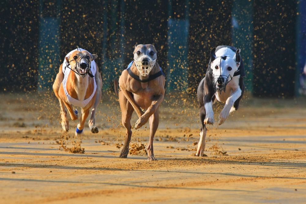 Lipsey to ‘unlock the potential’ of Premier Greyhound Racing as Chair ...