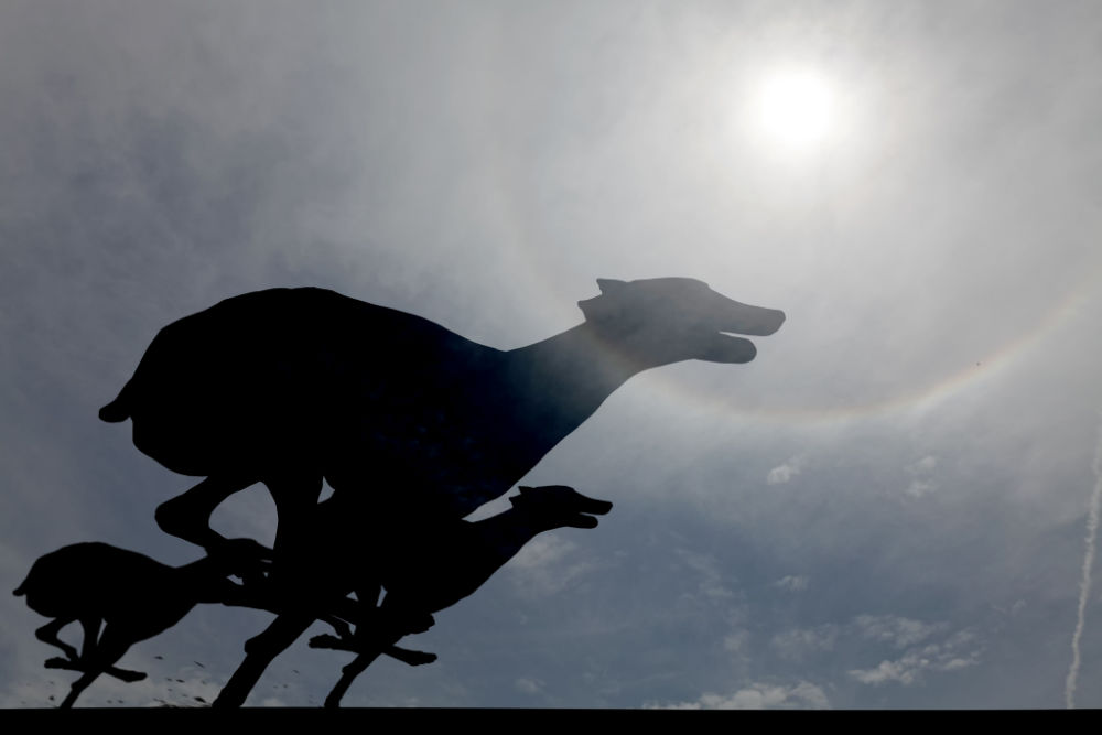 Premier Greyhound Racing bolsters animal welfare credentials - Insider ...